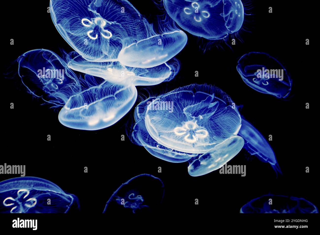 Box jellyfish, family Ulmaridae, genus Aurelia, cnidarians, captive ...