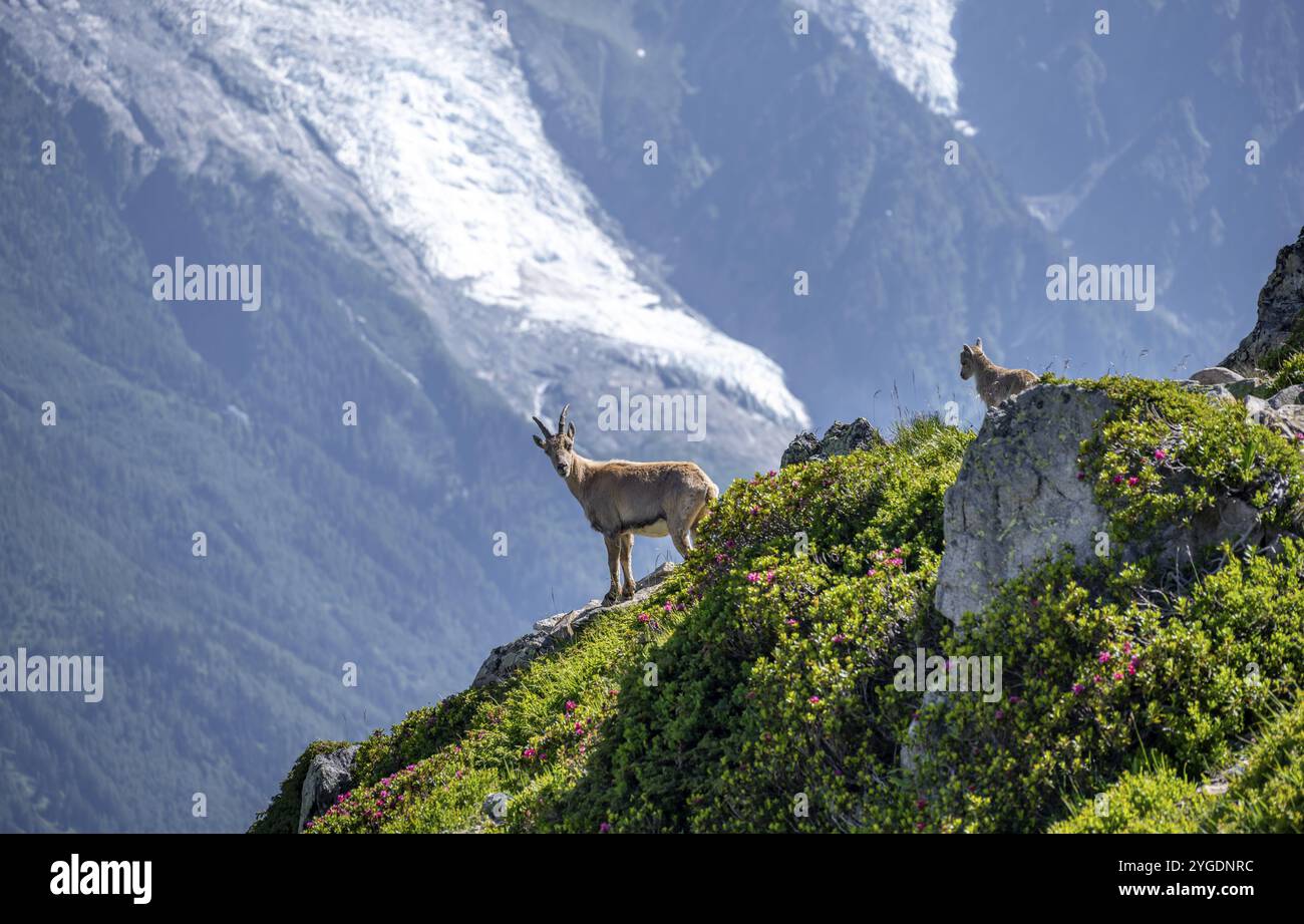 Alpine ibex (Capra ibex), mother with young with alpine roses, in front ...