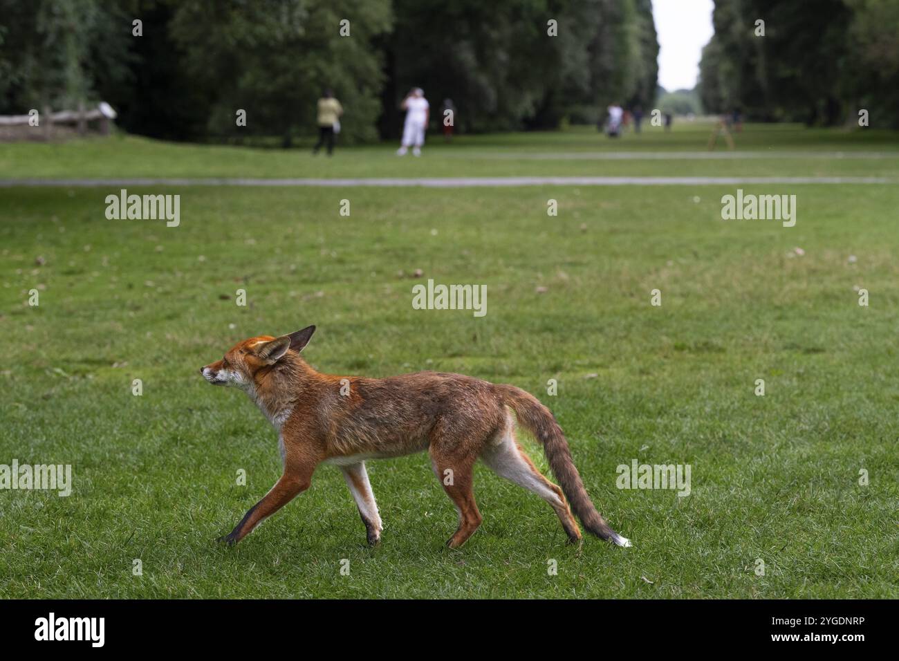 Red fox (Vulpes vulpes) running across green space in a park, walkers ...