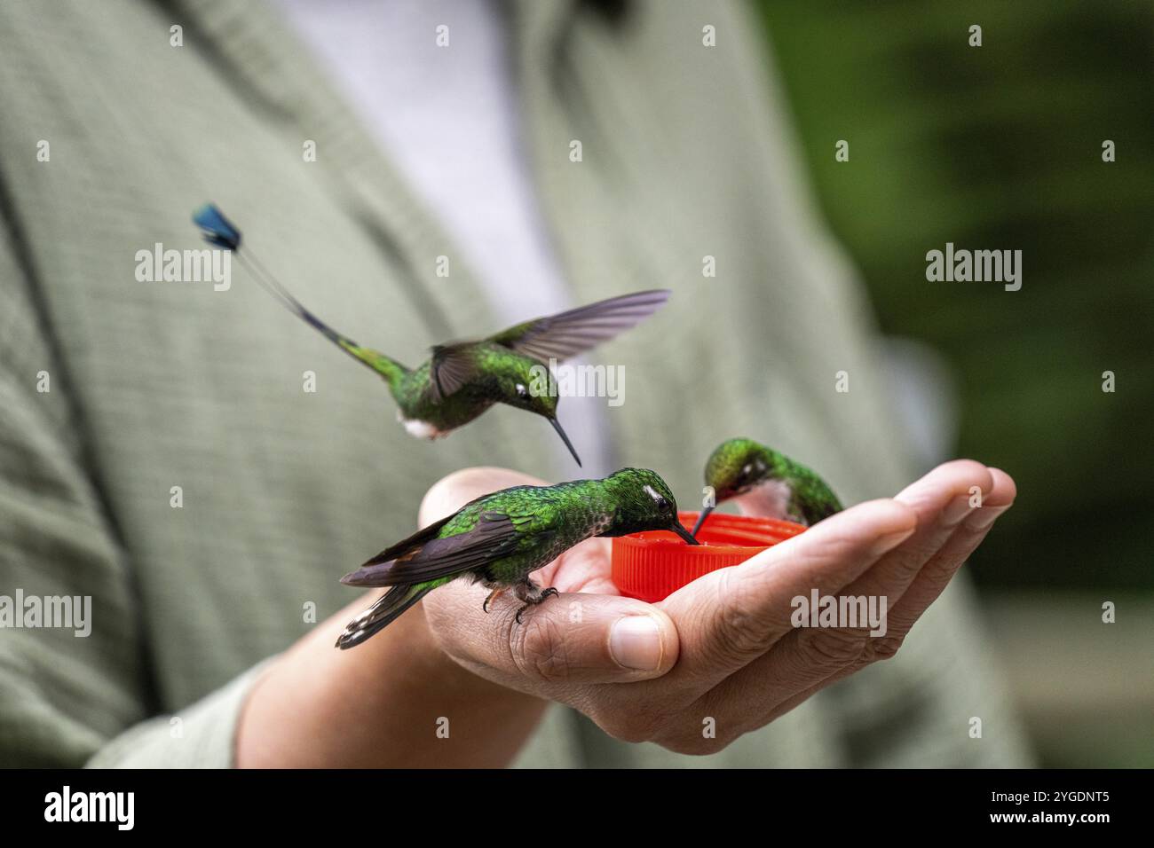 Young woman feeding hummingbirds, Mindo Forest Reserve, Mindo, Ecuador ...