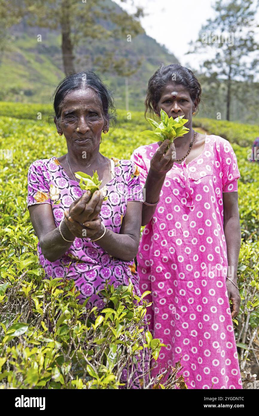 Sri Lankan woman holding tea on a tea plantation, Ramboda, Nuwara Eliya ...