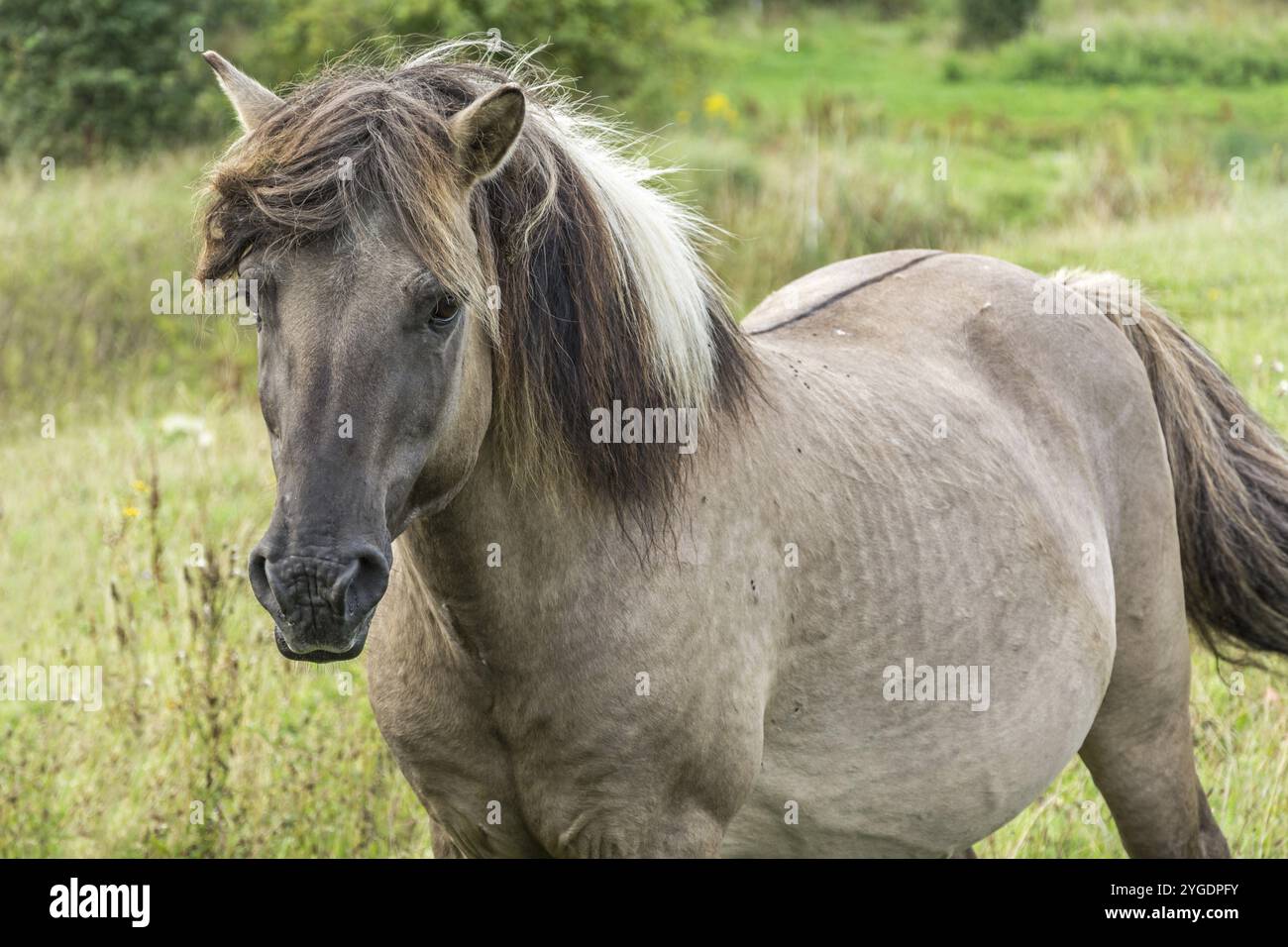 Closeup konik horse hi-res stock photography and images - Alamy