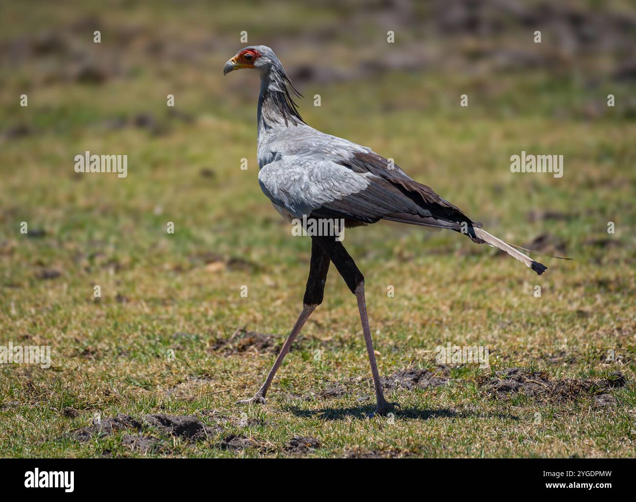 Secretary bird Sagittarius serpentarius on the banks of the Okavango ...