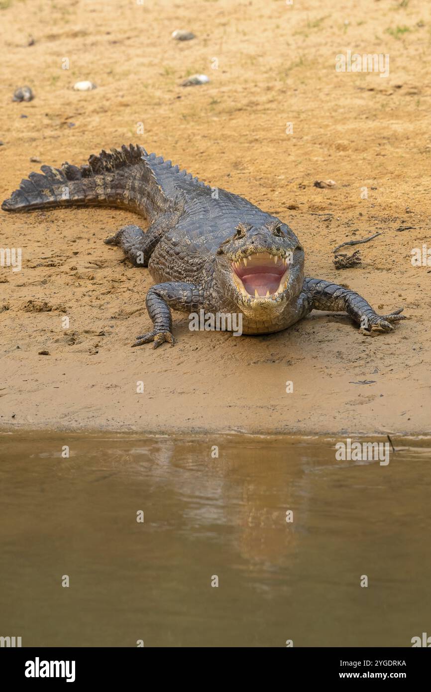 Spectacled caiman (Caiman crocodilus yacara), Crocodile (Alligatoridae ...