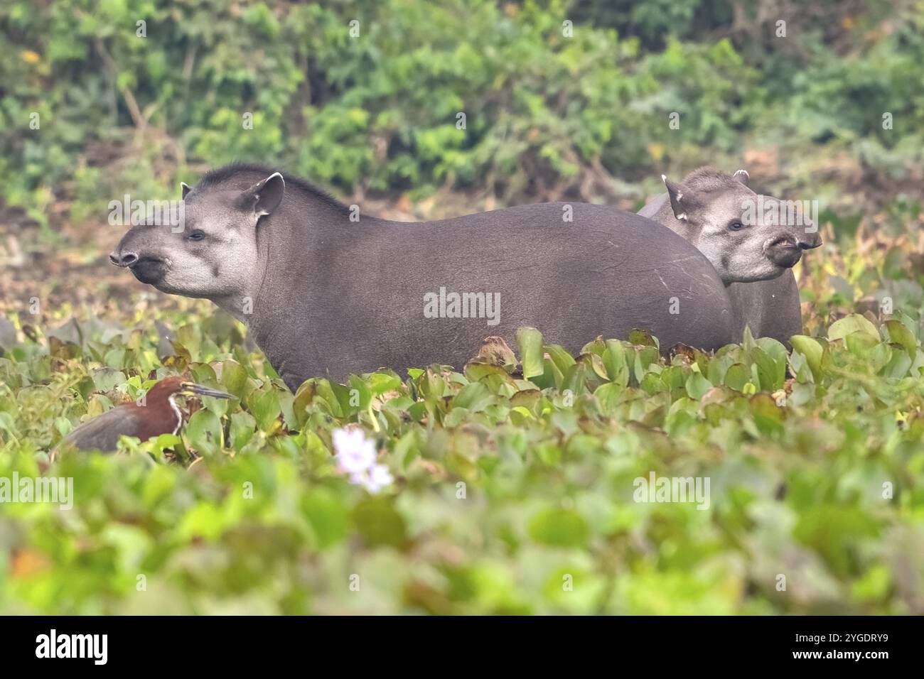 Lowland tapir (Tapirus terrestris), two animals in water hyacinths ...