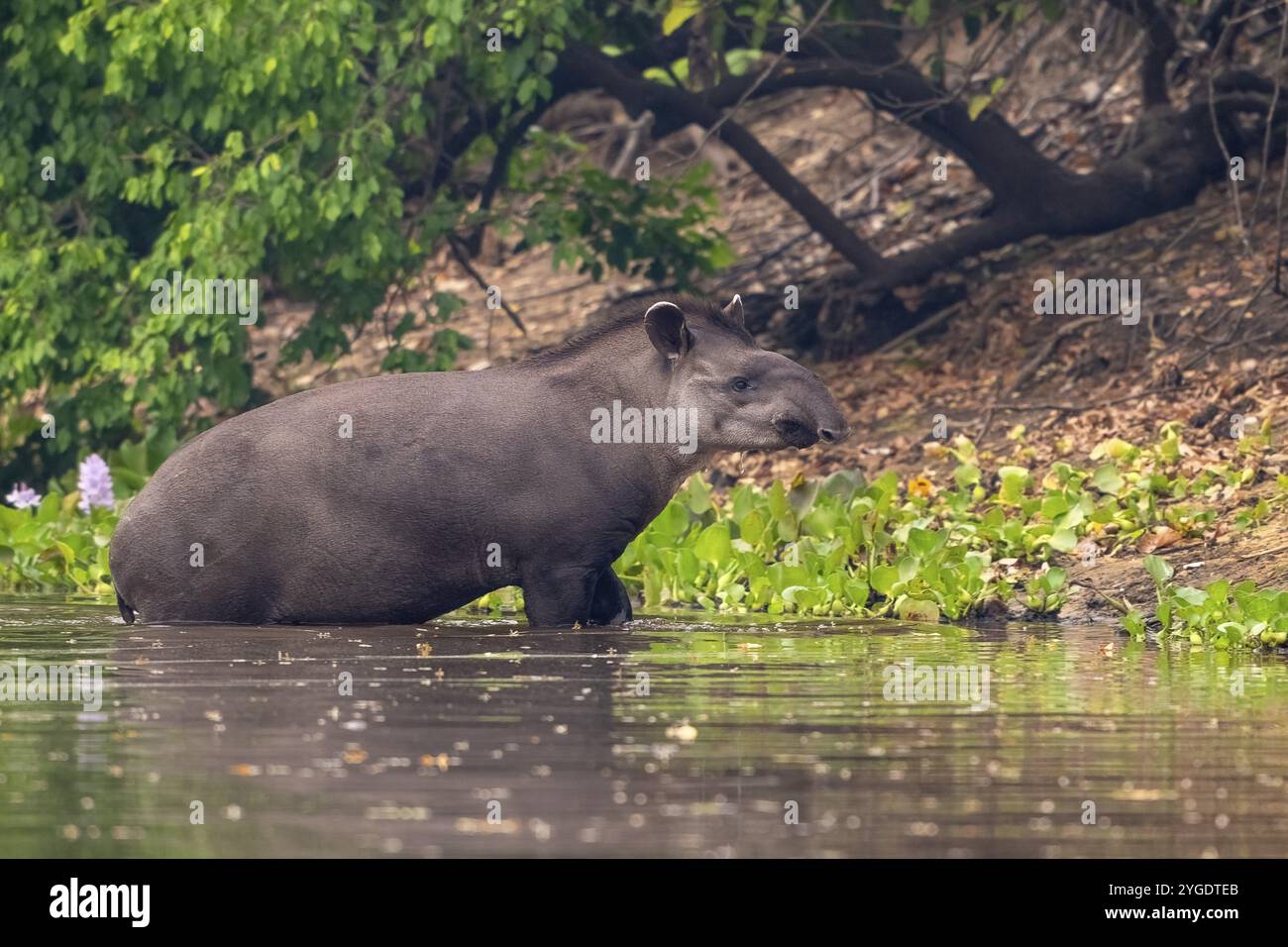 Lowland tapir (Tapirus terrestris), rises from the water, Pantanal, inland, wetland, UNESCO ...