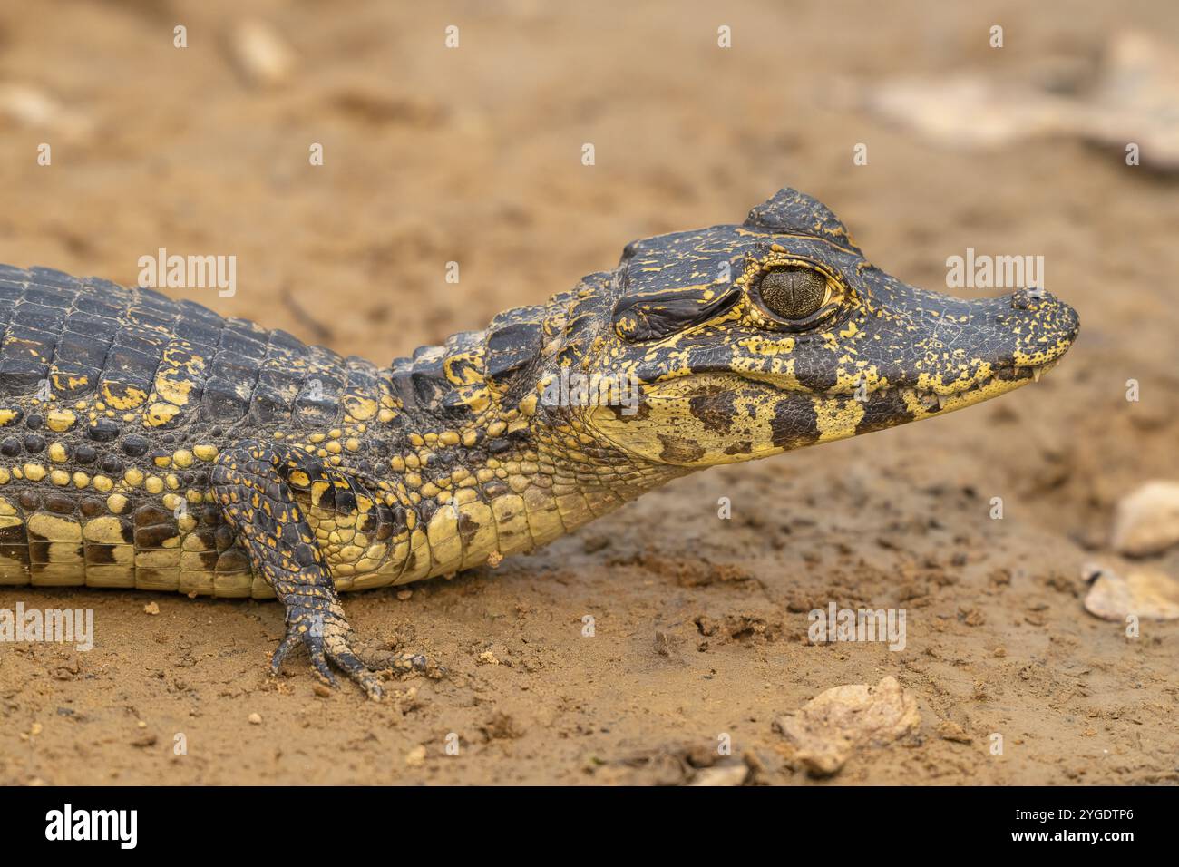 Caiman (Caimaninae), Crocodile (Alligatoridae), crocodile (Crocodylia), animal portrait, young ...