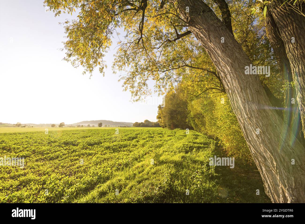 Beautiful golden autumn landscape at the edge of the forest Stock Photo ...