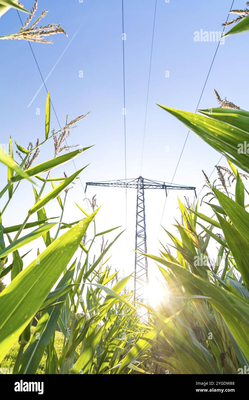 Power line above corn hi-res stock photography and images - Alamy
