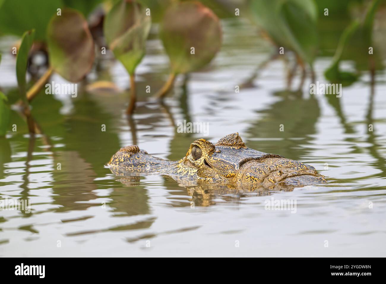 Spectacled caiman (Caiman crocodilus yacara), Crocodile (Alligatoridae ...