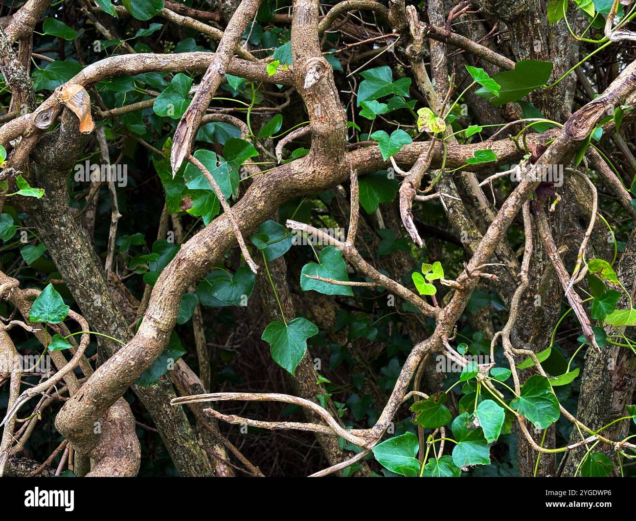 A tangle of branches in the undergrowth of a pruned hedge Stock Photo ...