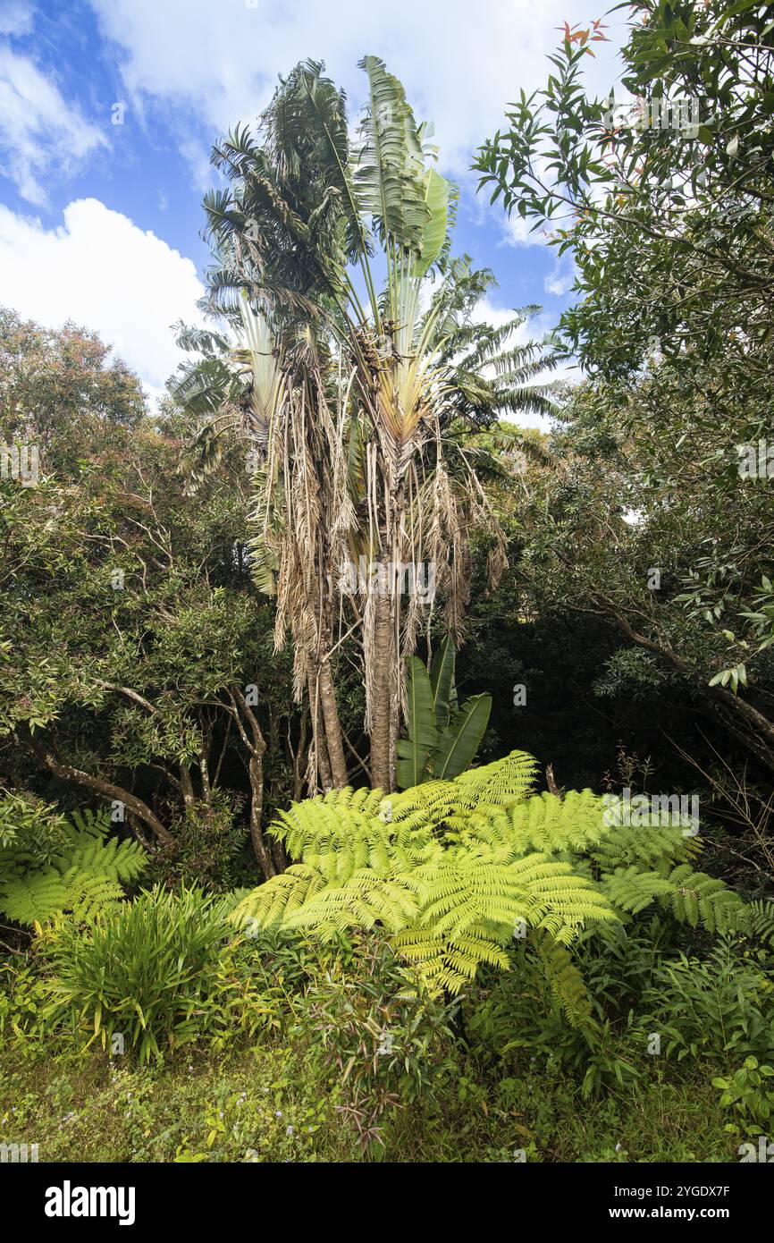 Traveller's palm (Ravenala madagascariensis), tree fern (Spaeropteris ...