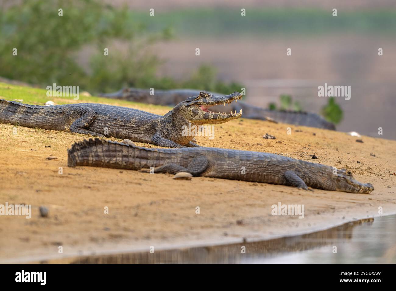 Spectacled caiman (Caiman crocodilus yacara), Crocodile (Alligatoridae ...