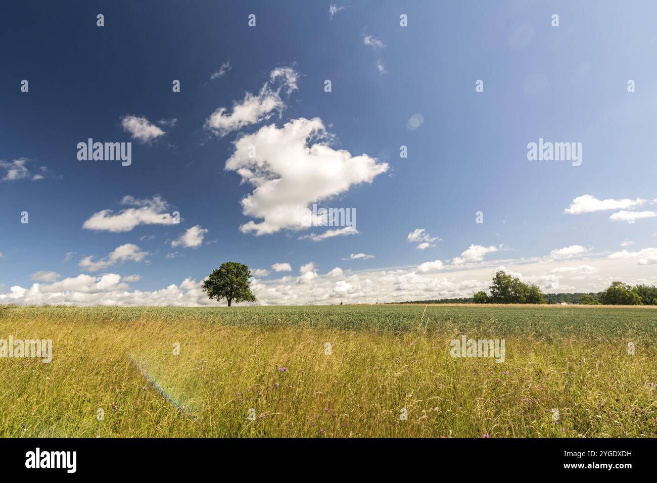 Picturesque summer landscape lone tree hi-res stock photography and ...