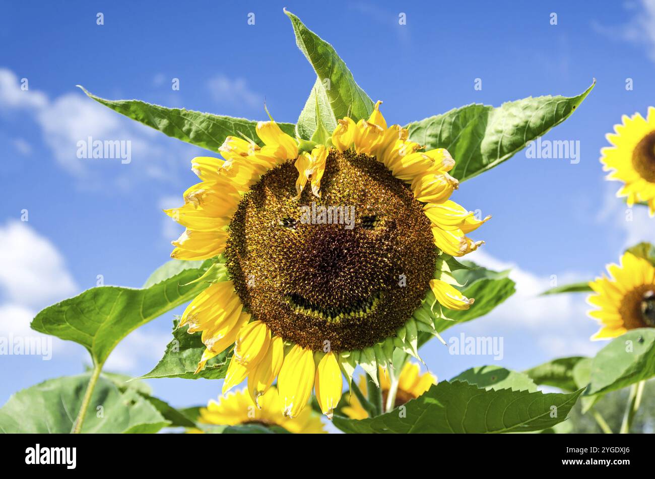 Smiling face carved into a sunflower Stock Photo - Alamy