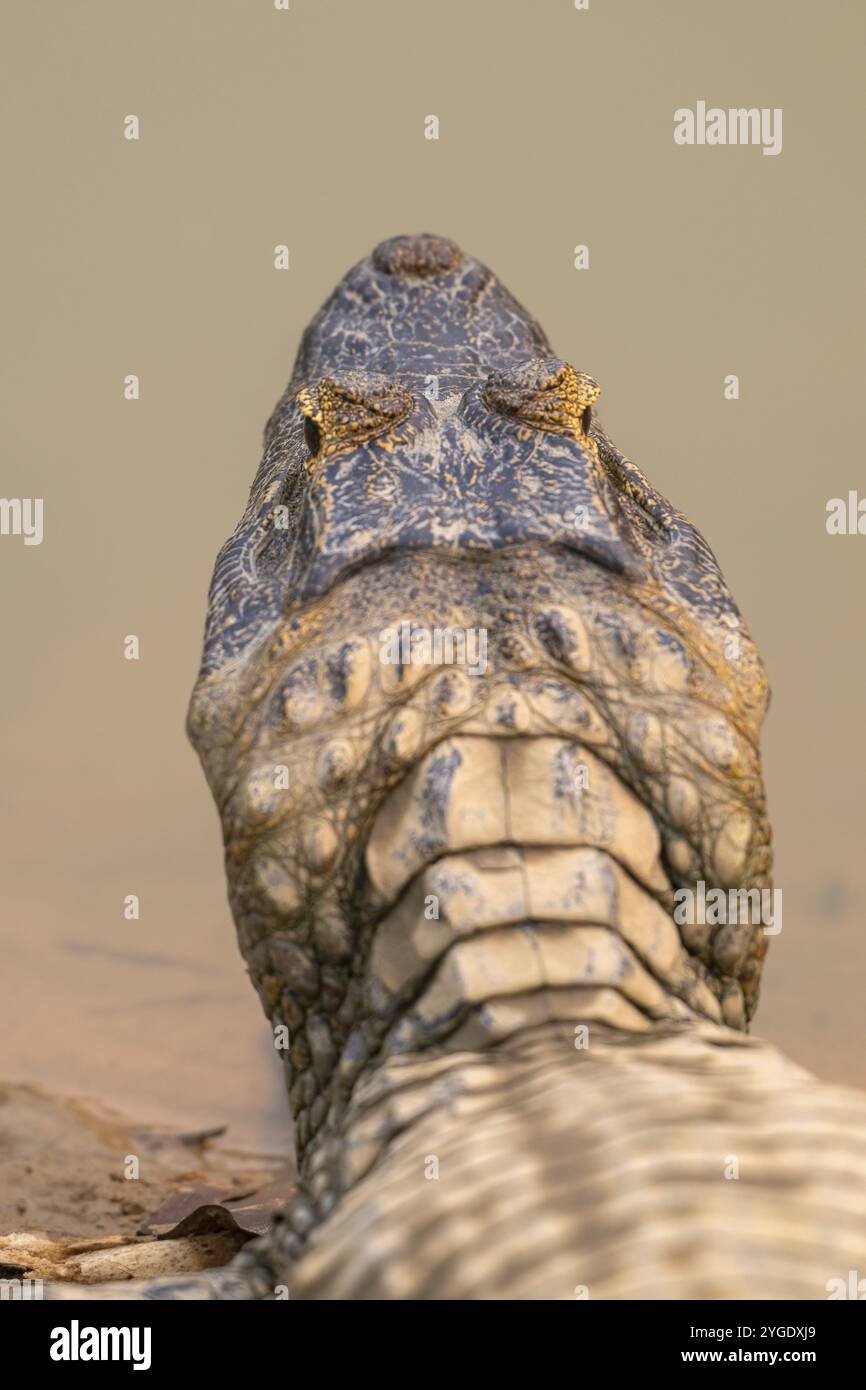 Caiman (Caimaninae), Alligator (Alligatoridae), Crocodile (Crocodylia ...