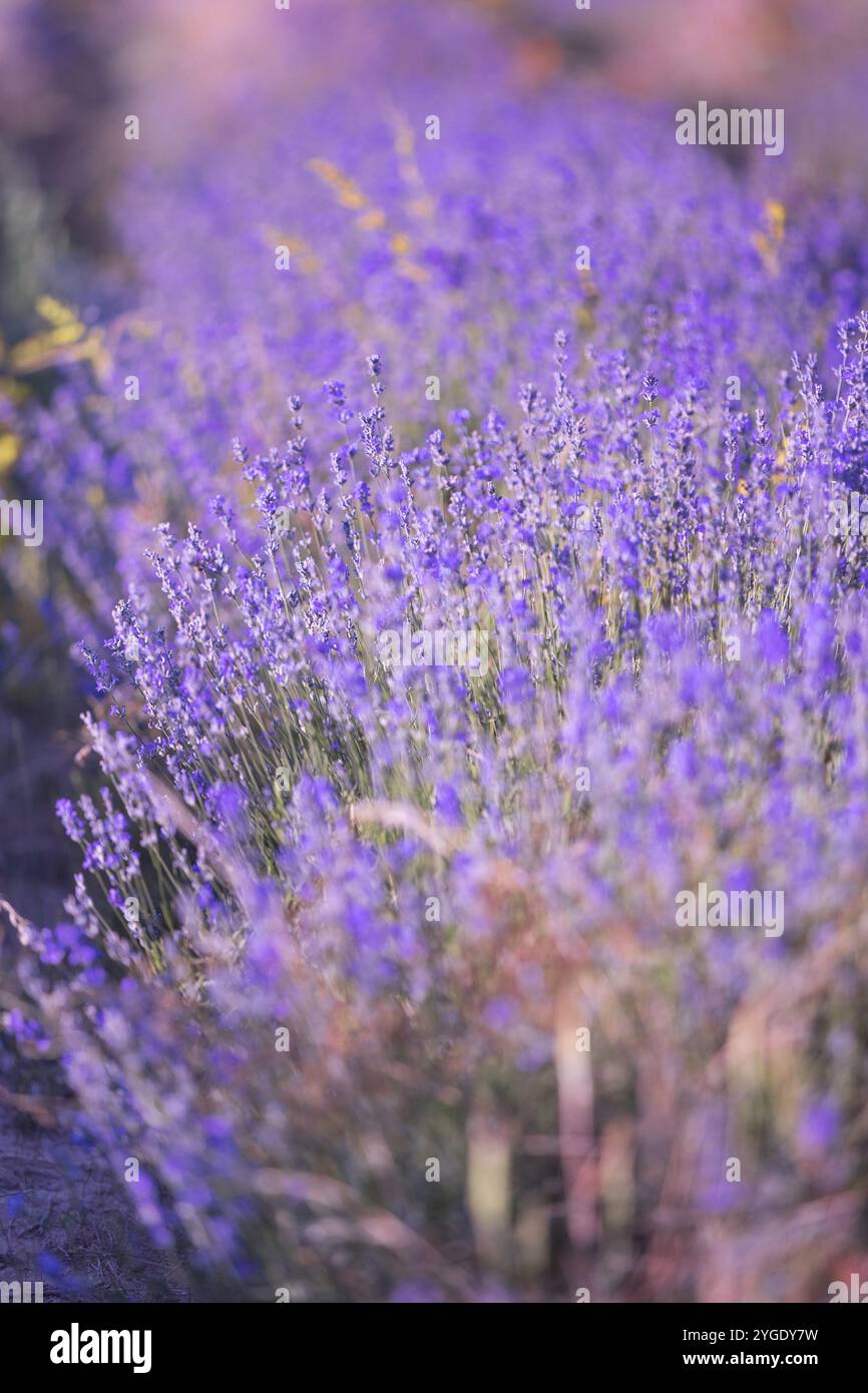 Violet purple lavender field close-up. Flowers selective focus, blur ...