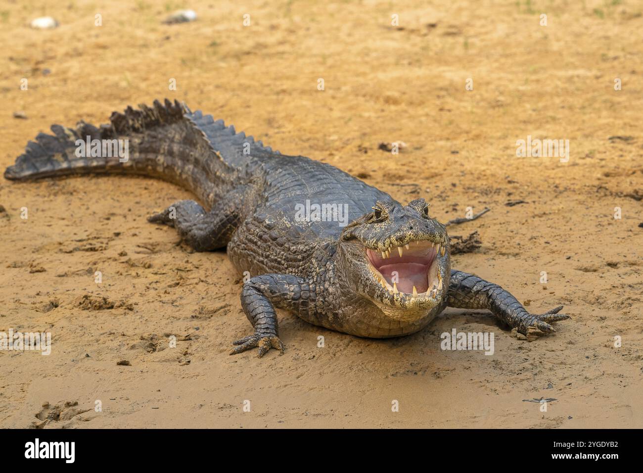 Spectacled caiman (Caiman crocodilus yacara), Crocodile (Alligatoridae ...