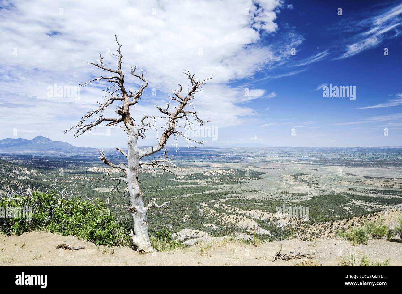 Withered tree、 hi-res stock photography and images - Alamy