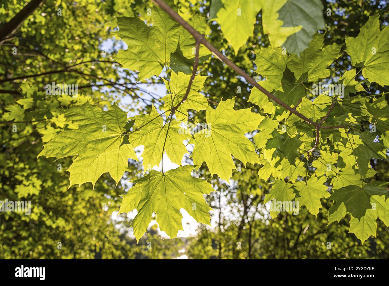 Light shining through leaves hi-res stock photography and images - Alamy