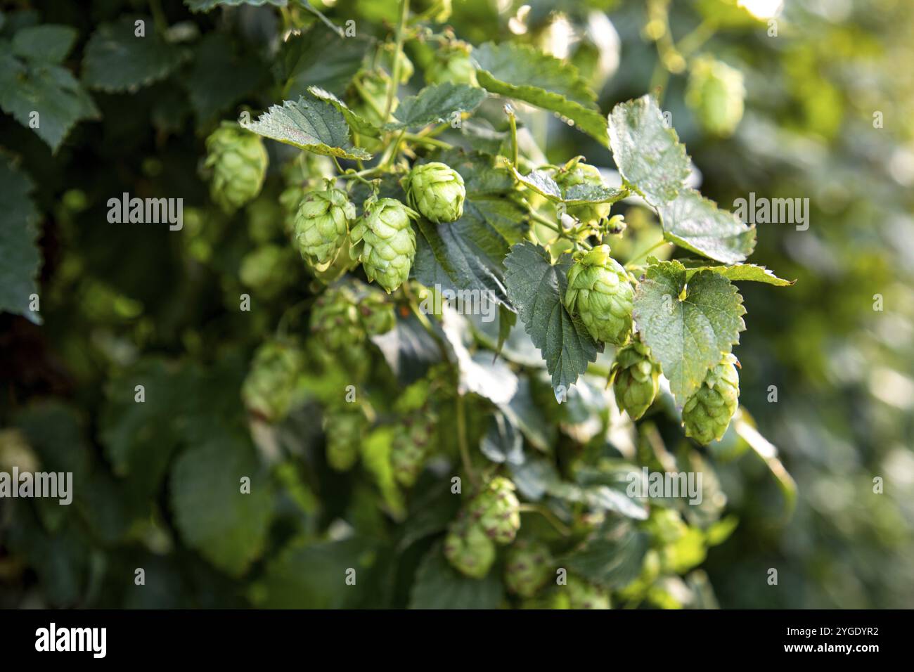 Close-up hop plant in Bavarian hop growing Stock Photo - Alamy