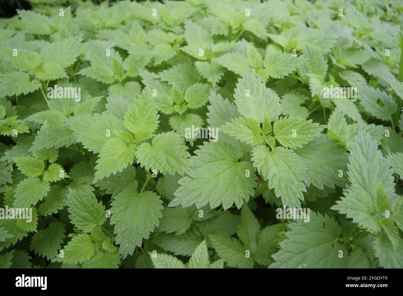Urtica d hi-res stock photography and images - Alamy
