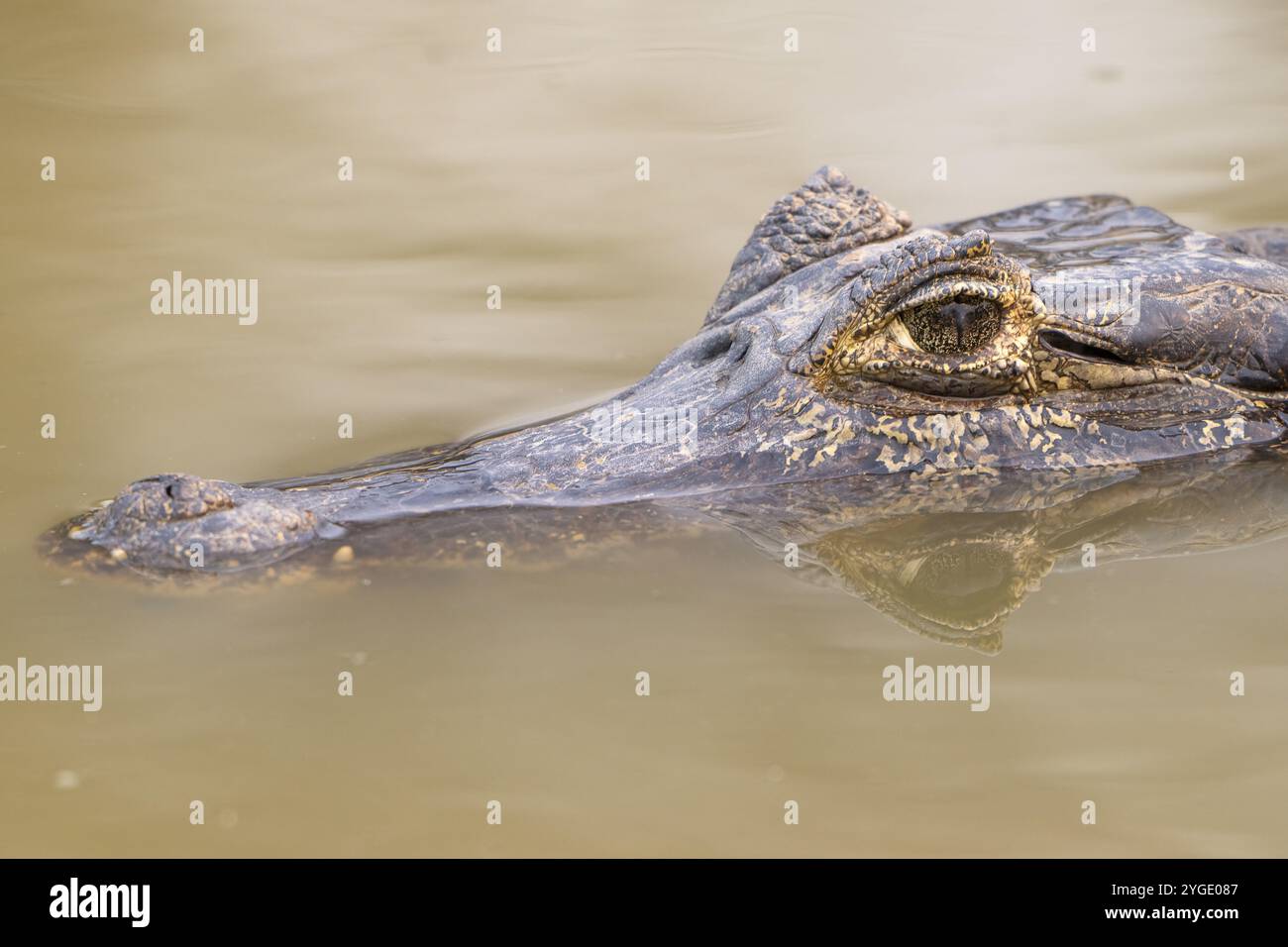 Caiman (Caimaninae), Crocodile (Alligatoridae), crocodile (Crocodylia ...