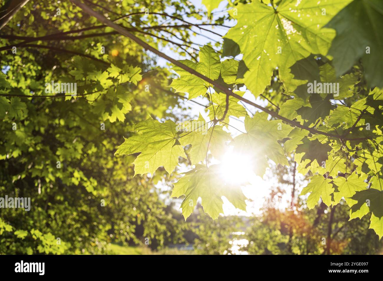 Sunbeam and leaves hi-res stock photography and images - Alamy