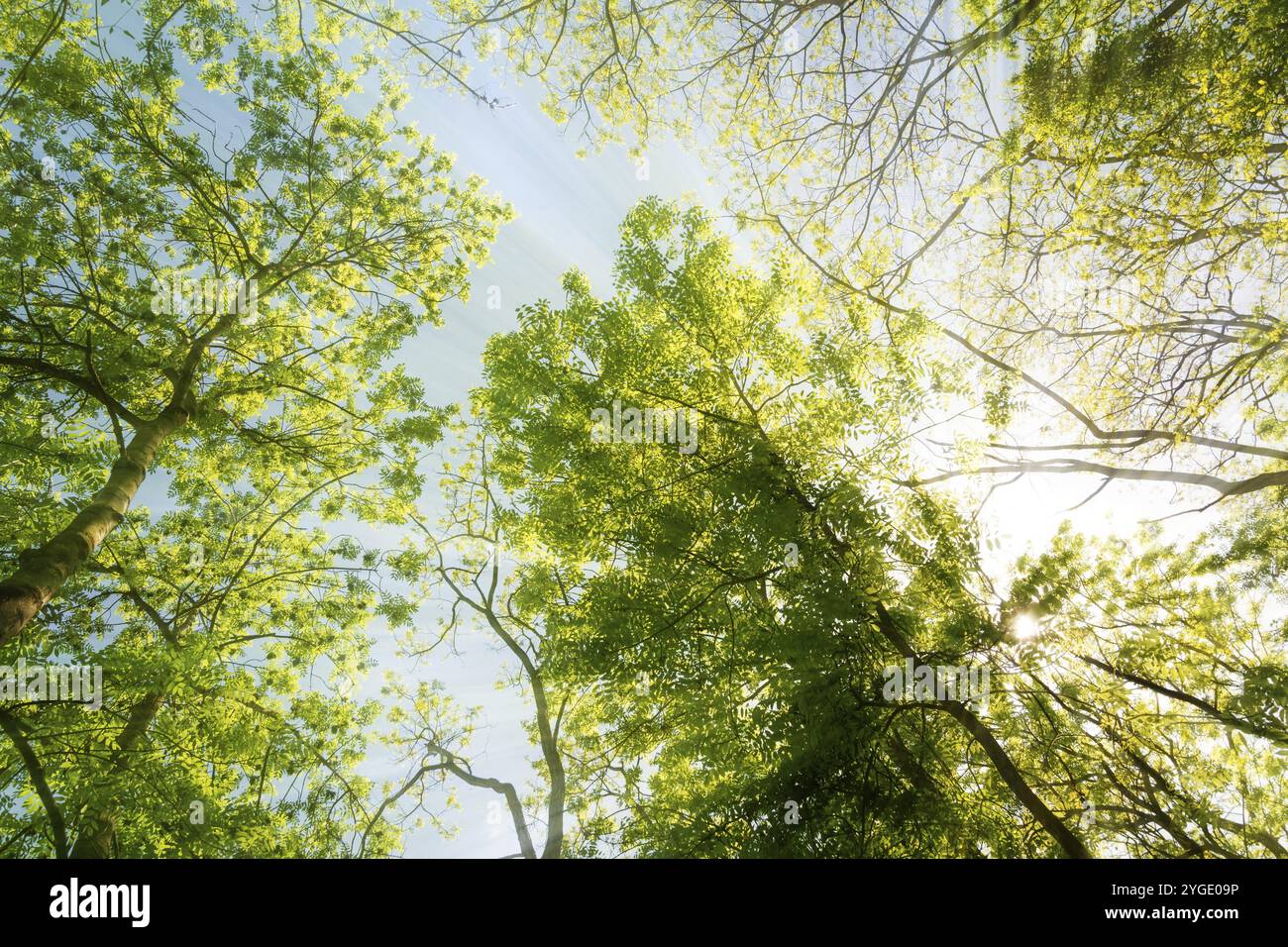 Sun shines through crowns hi-res stock photography and images - Alamy