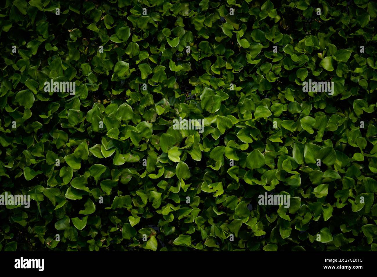 The Water Hyacinth is covering all the river and obstructing water flow ...