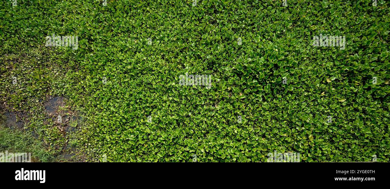 The Water Hyacinth is covering all the river and obstructing water flow ...