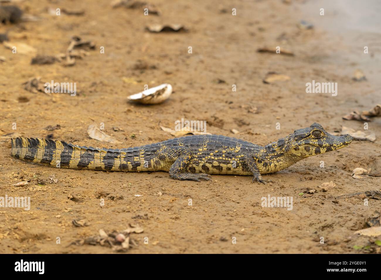 Caiman (Caimaninae), Crocodile (Alligatoridae), crocodile (Crocodylia ...
