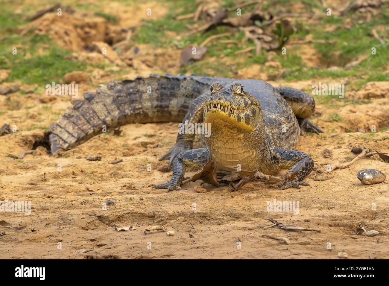 Spectacled caiman (Caiman crocodilus yacara), Crocodile (Alligatoridae), crocodile (Crocodylia ...