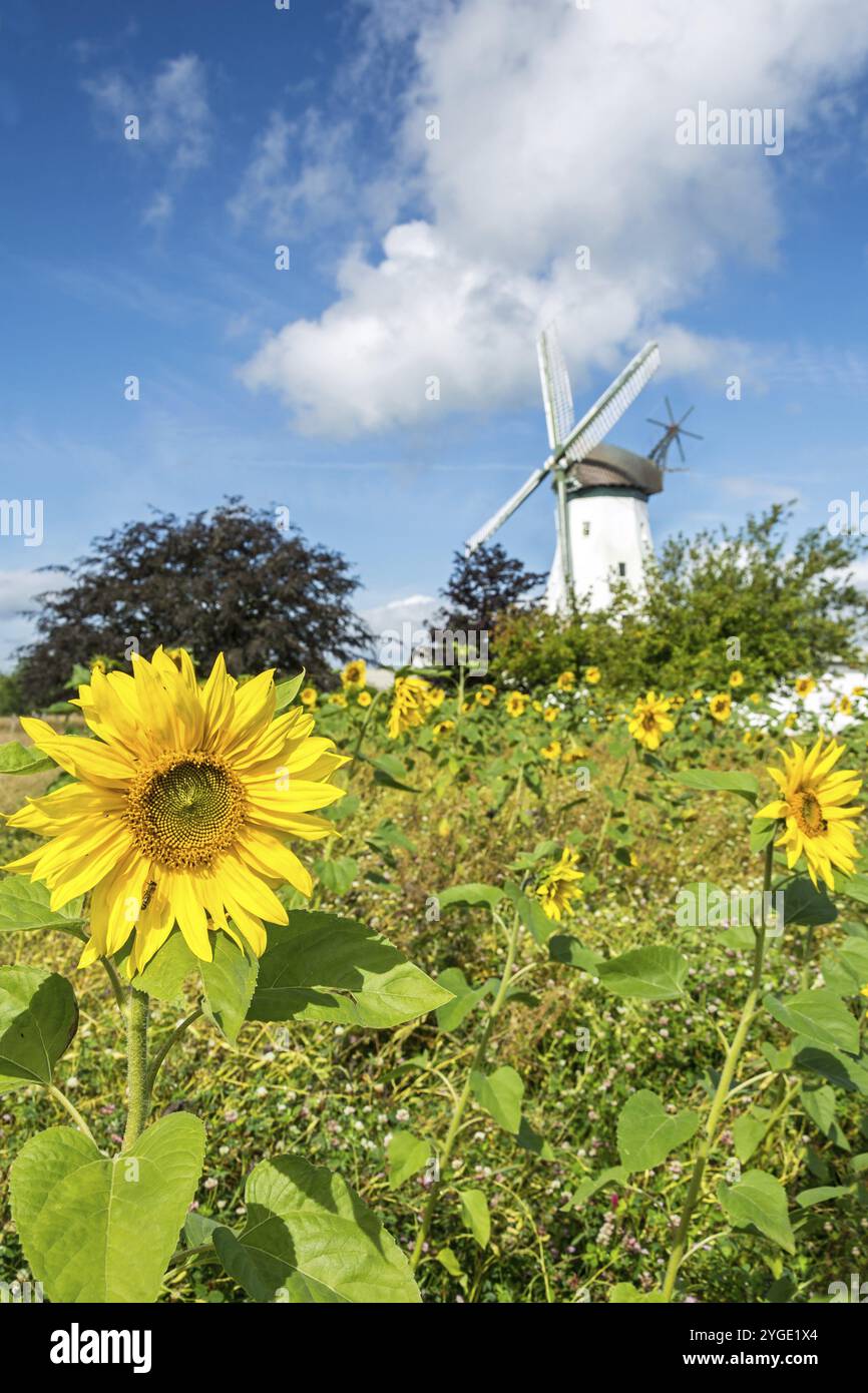 Sunflower field in front of historic windmill Stock Photo - Alamy