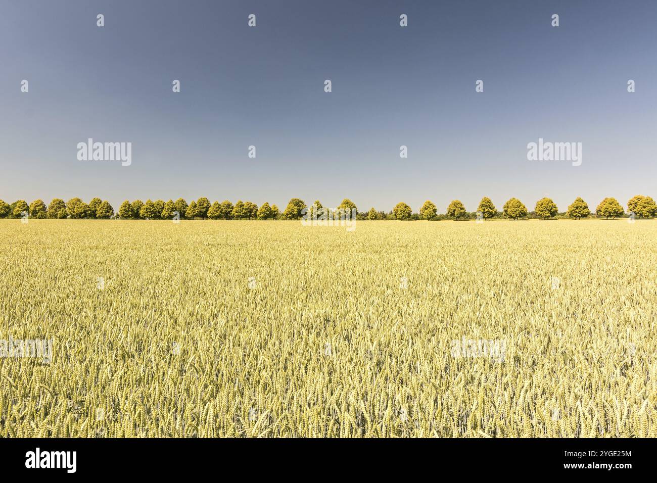 Grain field row trees hi-res stock photography and images - Alamy