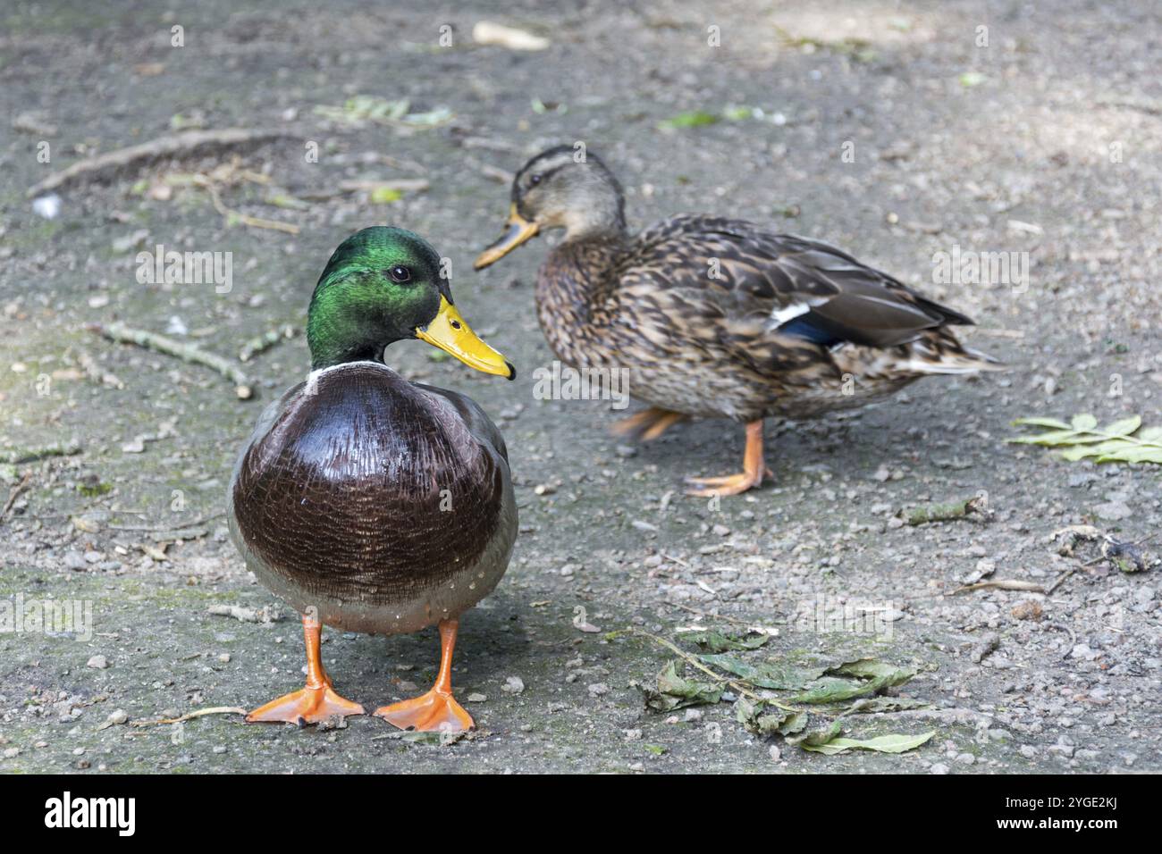 Mallard duck couple Stock Photo - Alamy