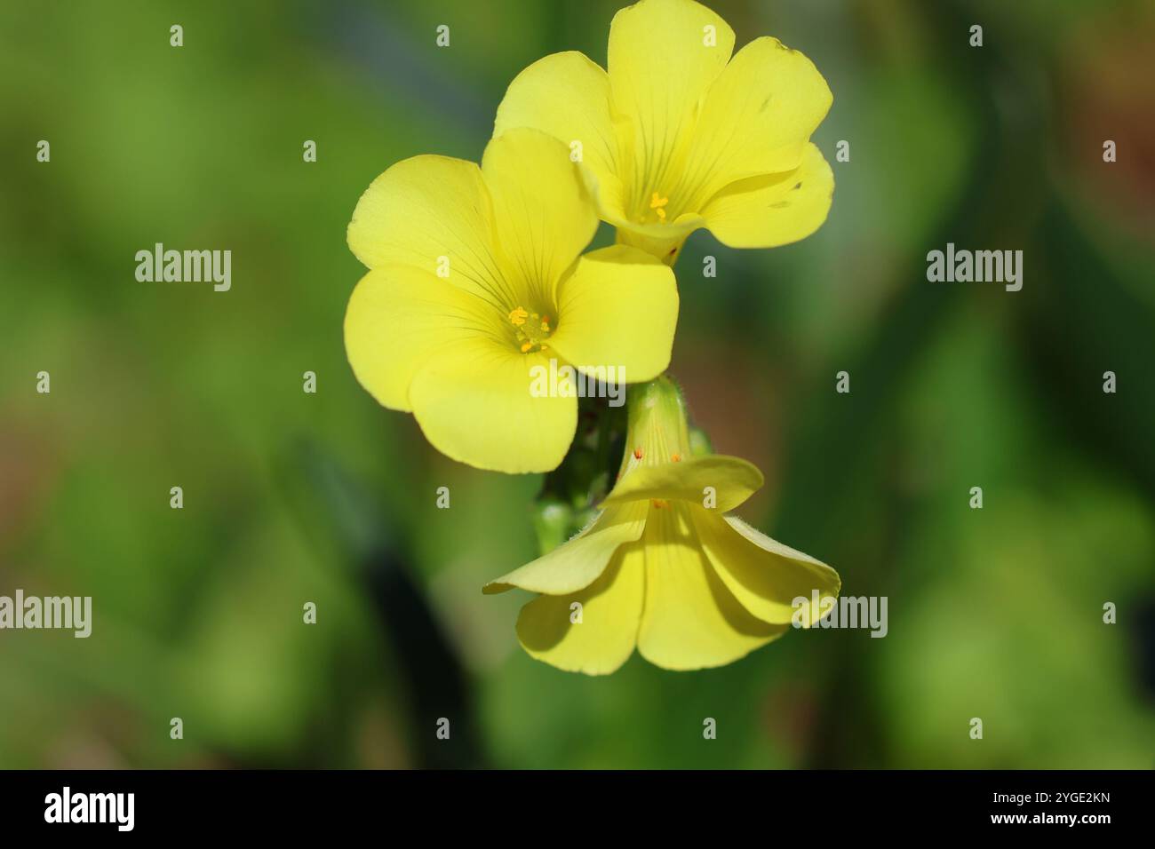 Yellow flowering Oxalis pes-caprae, commonly known as suring is a South ...