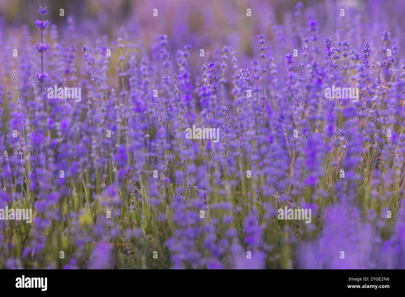 Violet purple lavender field close-up. Flowers in pastel colors at blur ...