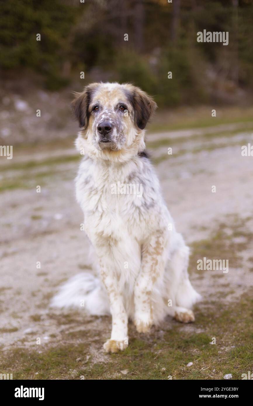 Big mixed breed dog hi-res stock photography and images - Alamy