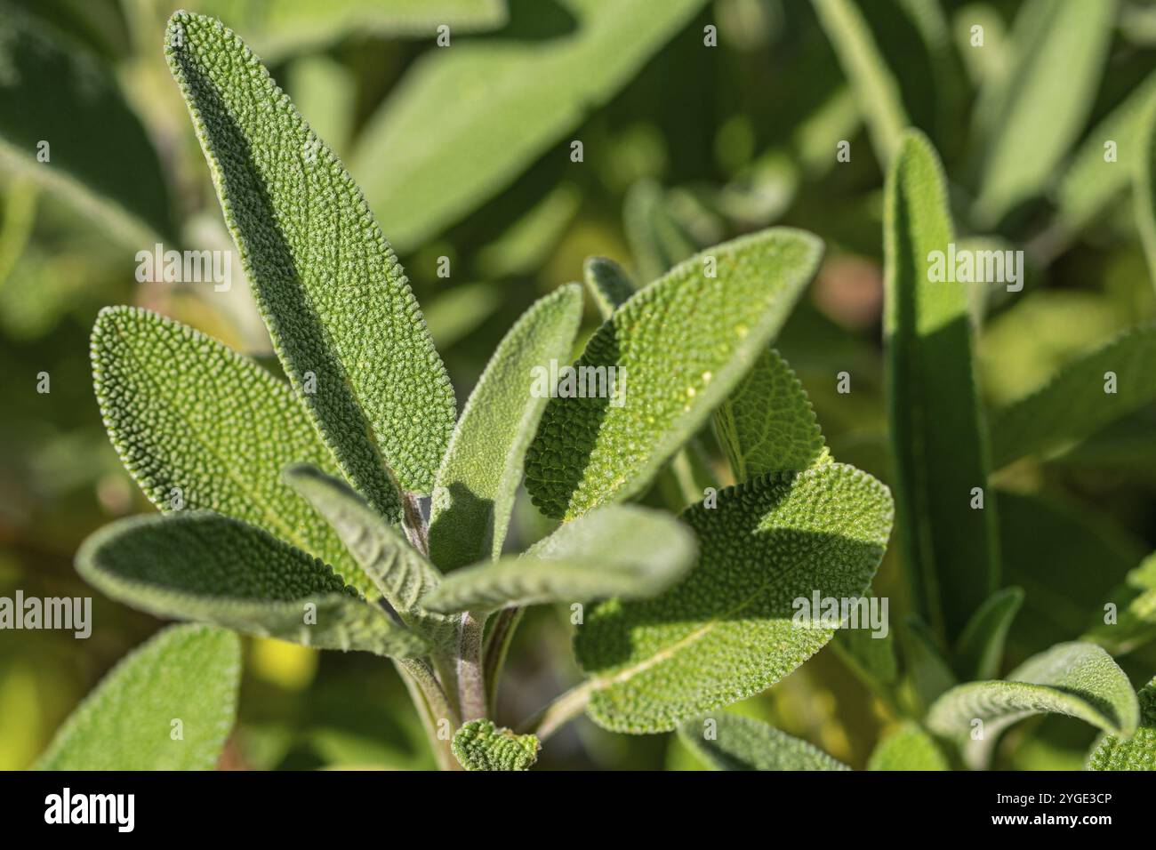 Closeup macros hi-res stock photography and images - Alamy