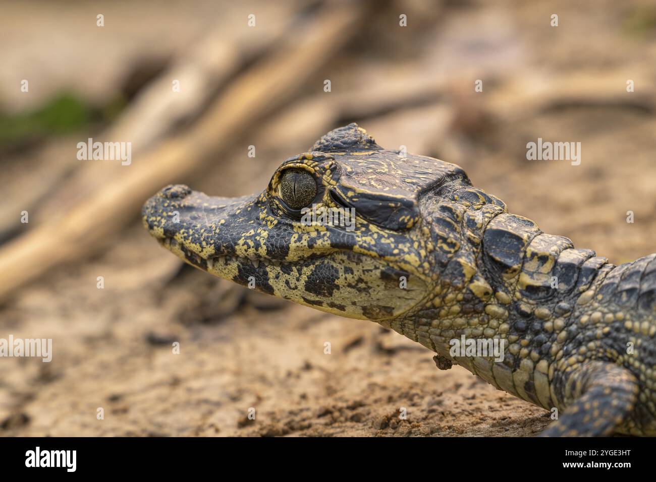 Caiman (Caimaninae), Crocodile (Alligatoridae), crocodile (Crocodylia), animal portrait, young ...