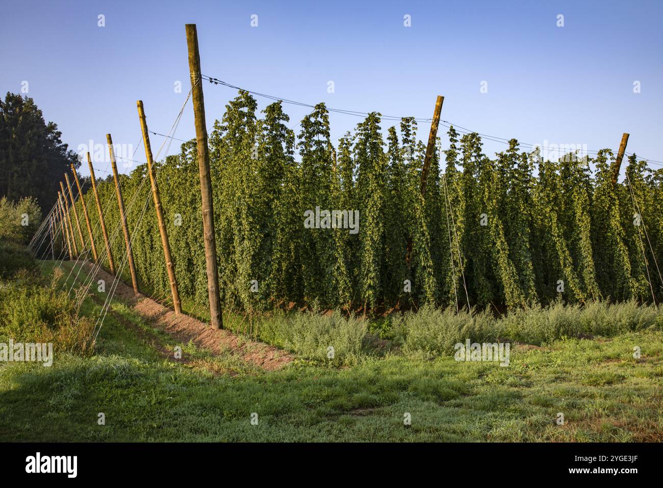 Hop poles hi-res stock photography and images - Alamy