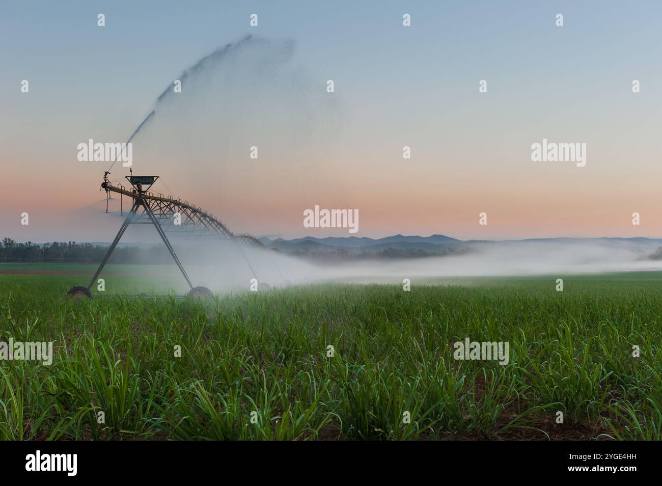 A large automated sprinkler is watering a large paddock of young sugar ...