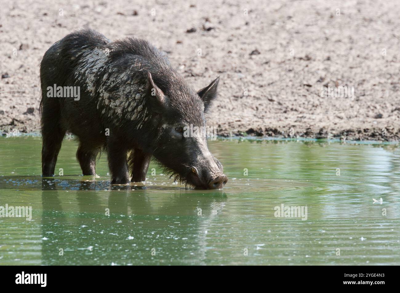A lone, mud encrusted, razorback boar stands in a dry outback waterhole ...