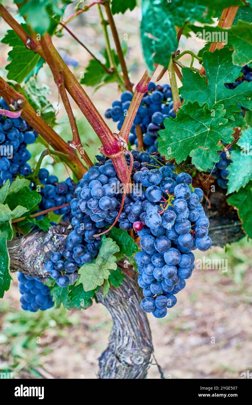 Grapes for the best of the Rioja Wines, the Rioja Álavesa Stock Photo ...