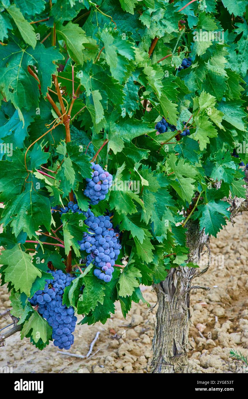 Rioja grapes hi-res stock photography and images - Alamy