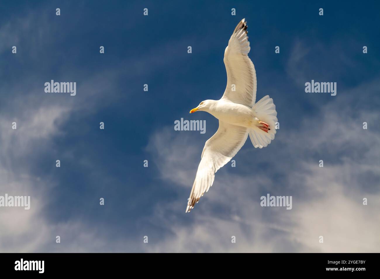 A graceful seagull soars high against a soft blue sky, wings ...
