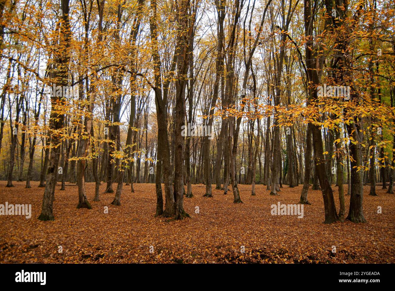 Dark autumn forest scene with moody lighting, capturing the mystery and ...