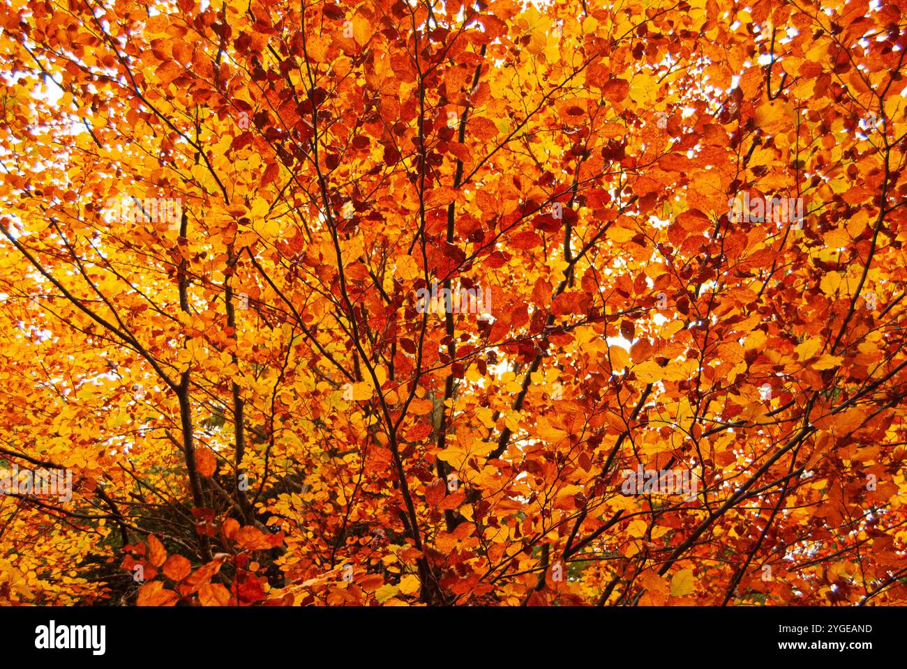 Fall wallpaper hi-res stock photography and images - Alamy