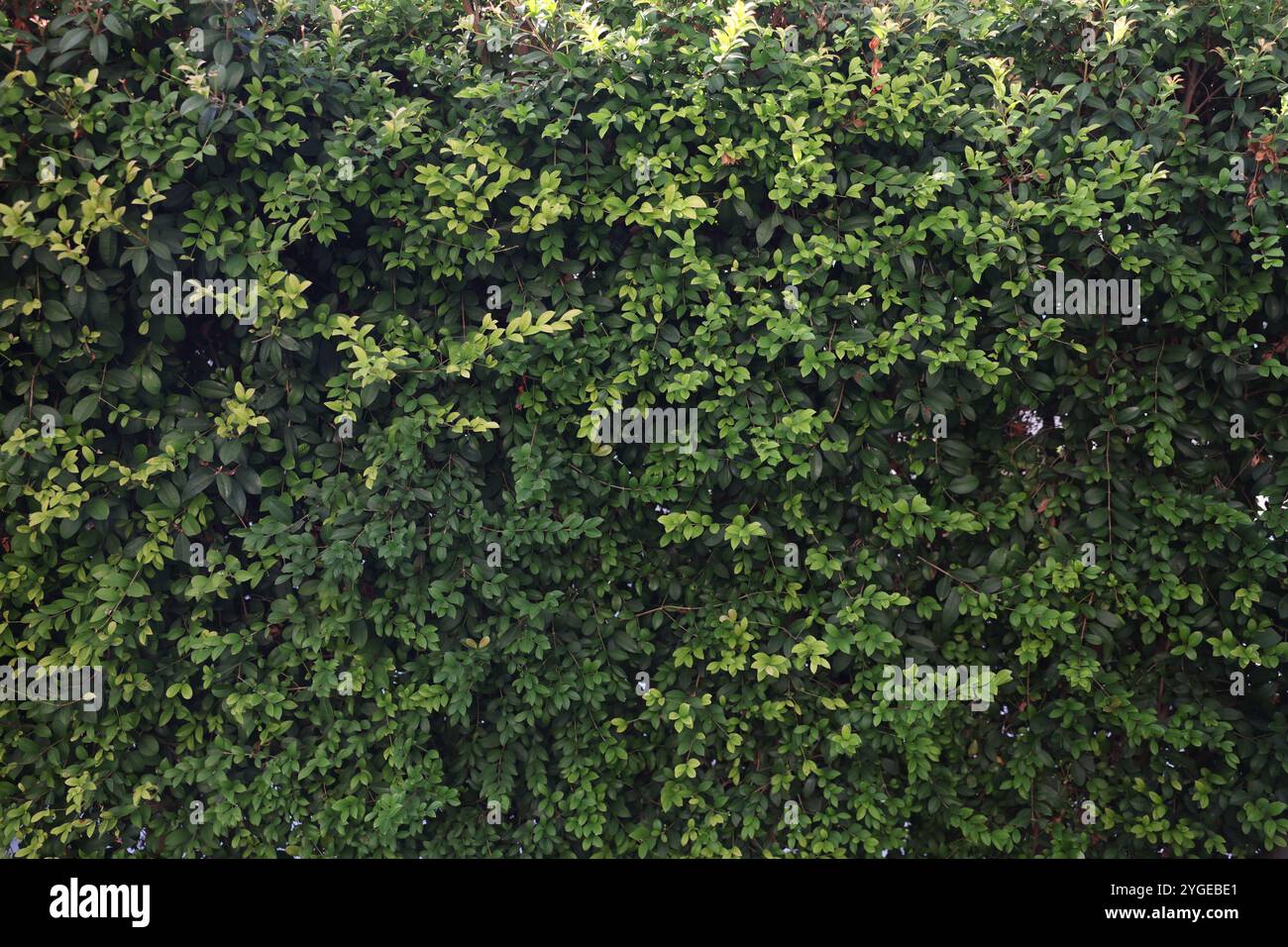A Beautifully Lush Green Hedge Foliage Background Ideal for Various ...